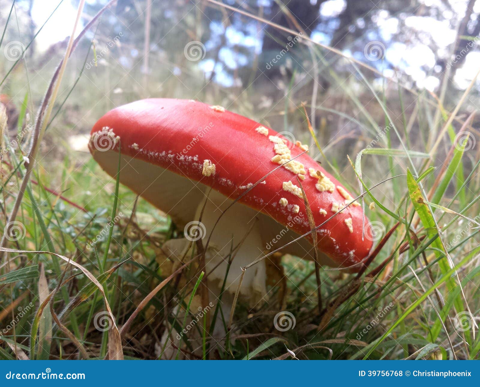 Red and White Spotted Toad Stool Stock Photo - Image of forest, stool ...