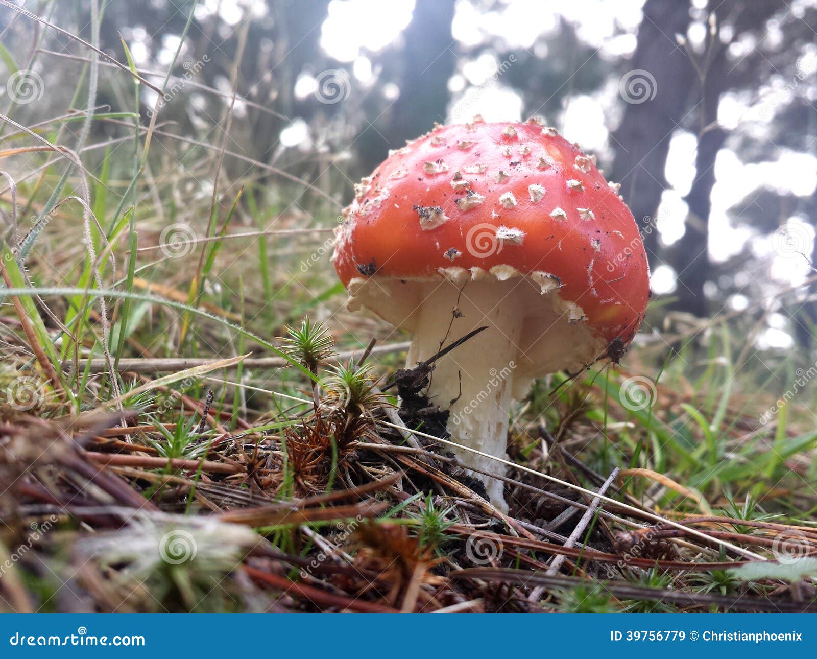 Red and White Spotted Toad Stool Stock Image - Image of underside ...