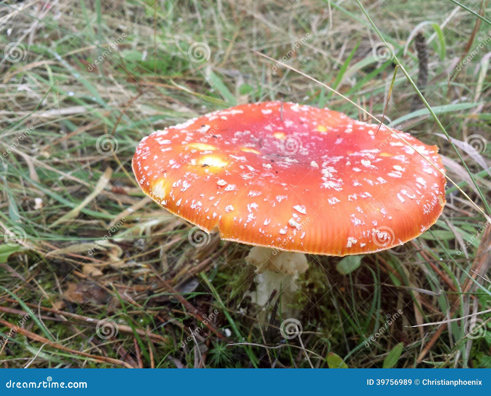 Red and White Spotted Toad Stool Stock Image - Image of nature, live ...