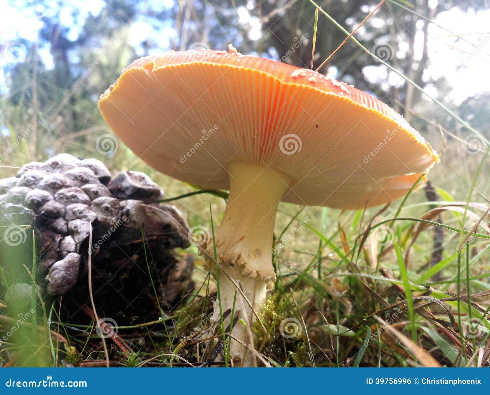Red and White Spotted Toad Stool Stock Photo - Image of dead ...
