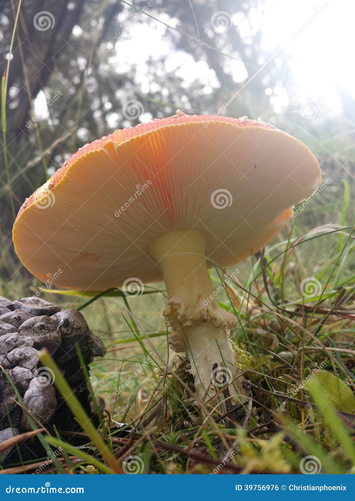 Red and White Spotted Toad Stool Underside Stock Photo - Image of ...