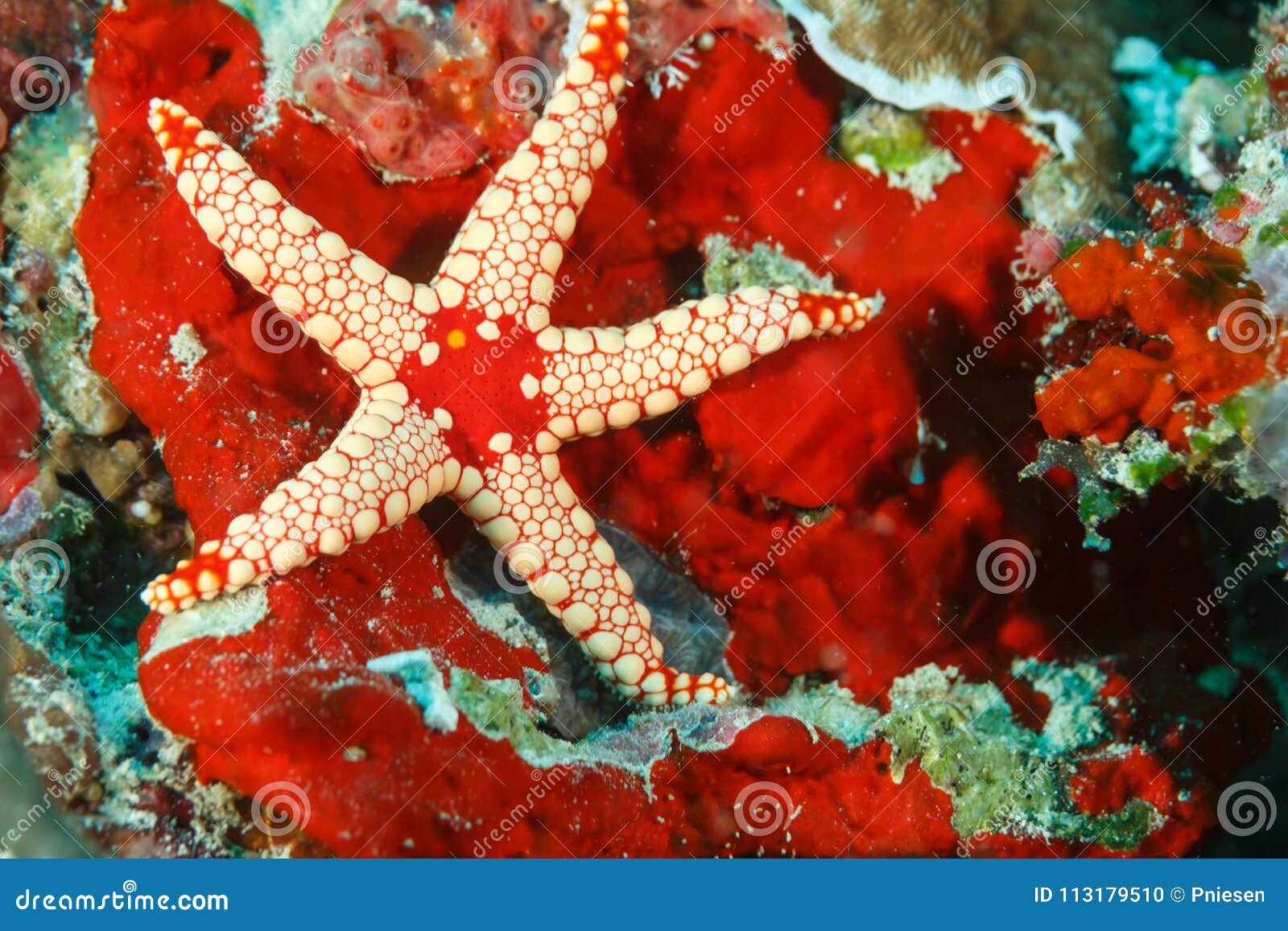 Red and White Starfish with Beautiful Geometric Pattern on Bright Red ...
