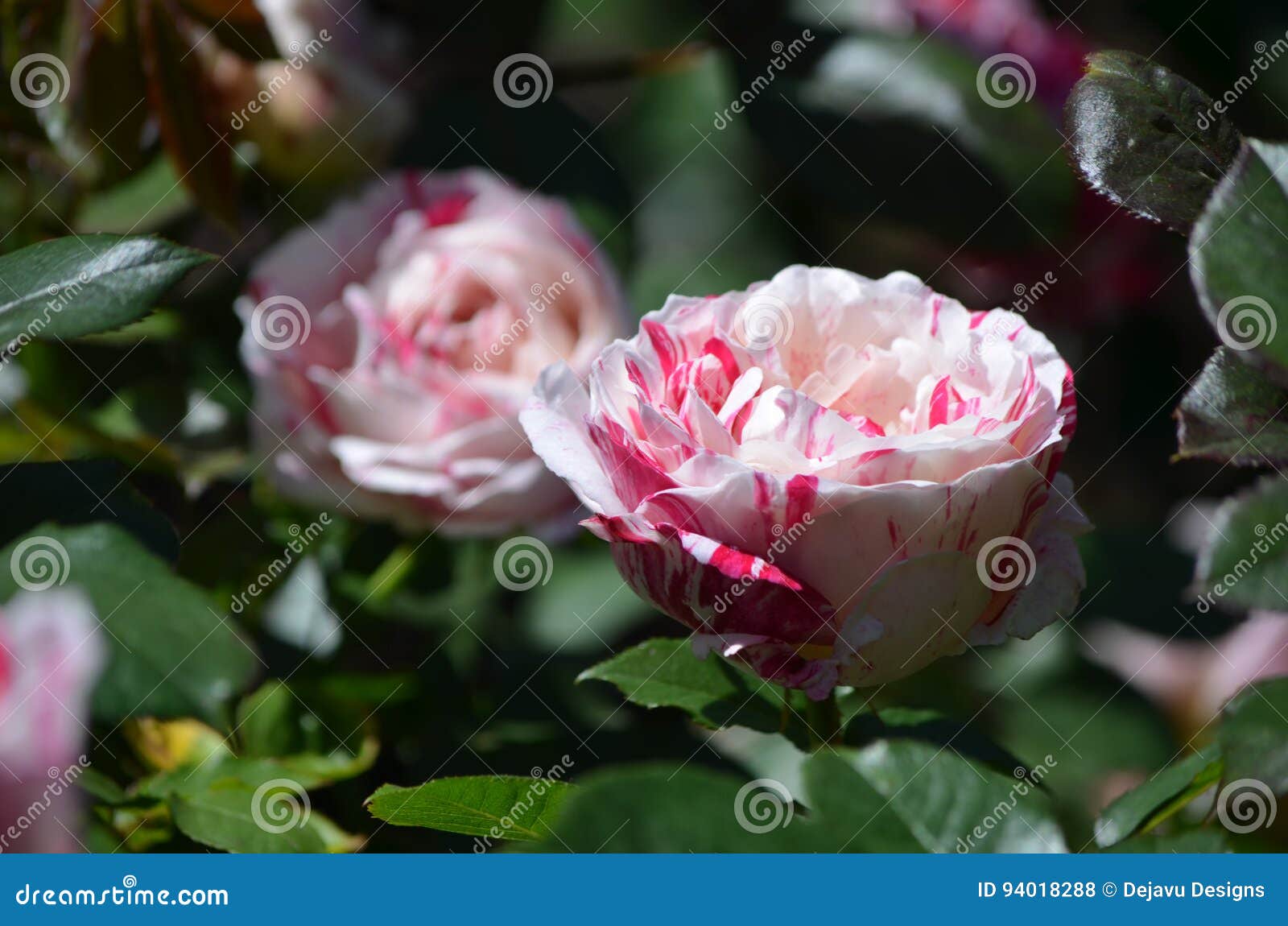 Red and White Striped Rose Bush in a Garden Stock Photo - Image of ...