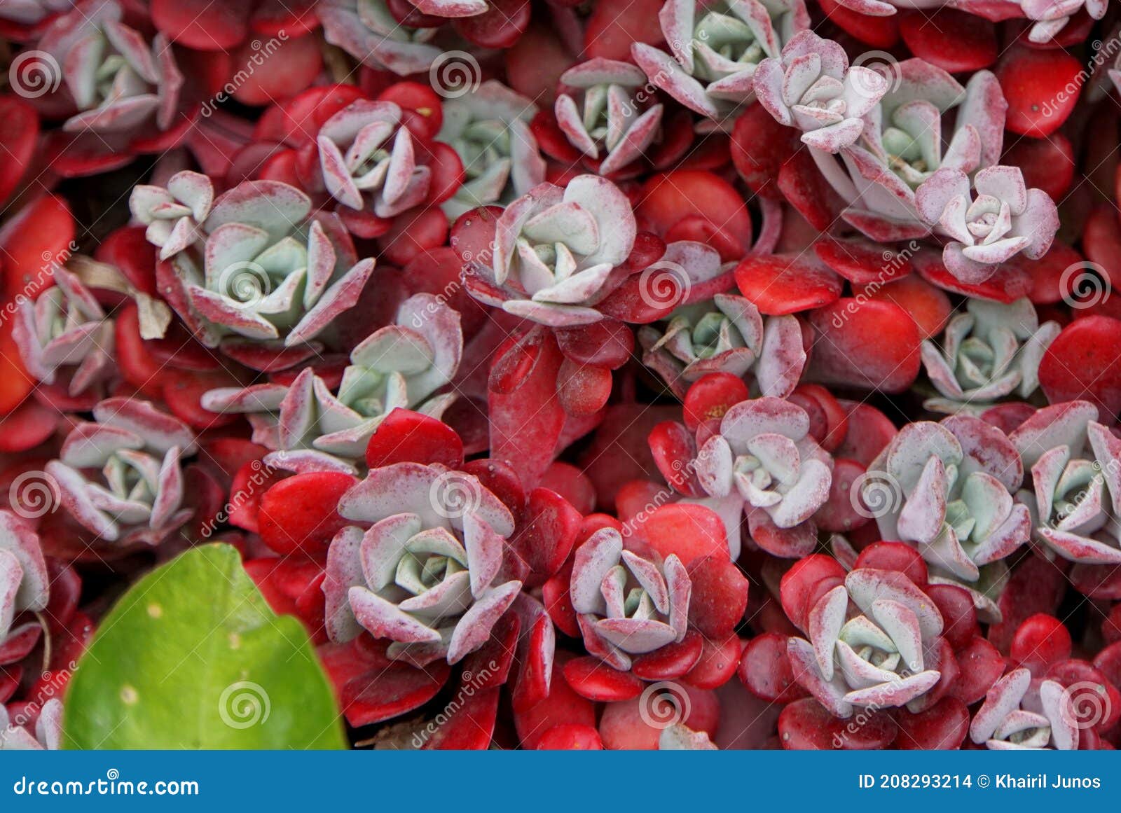 Red and White Succulent Cactus for Ground Cover Stock Photo - Image of ...