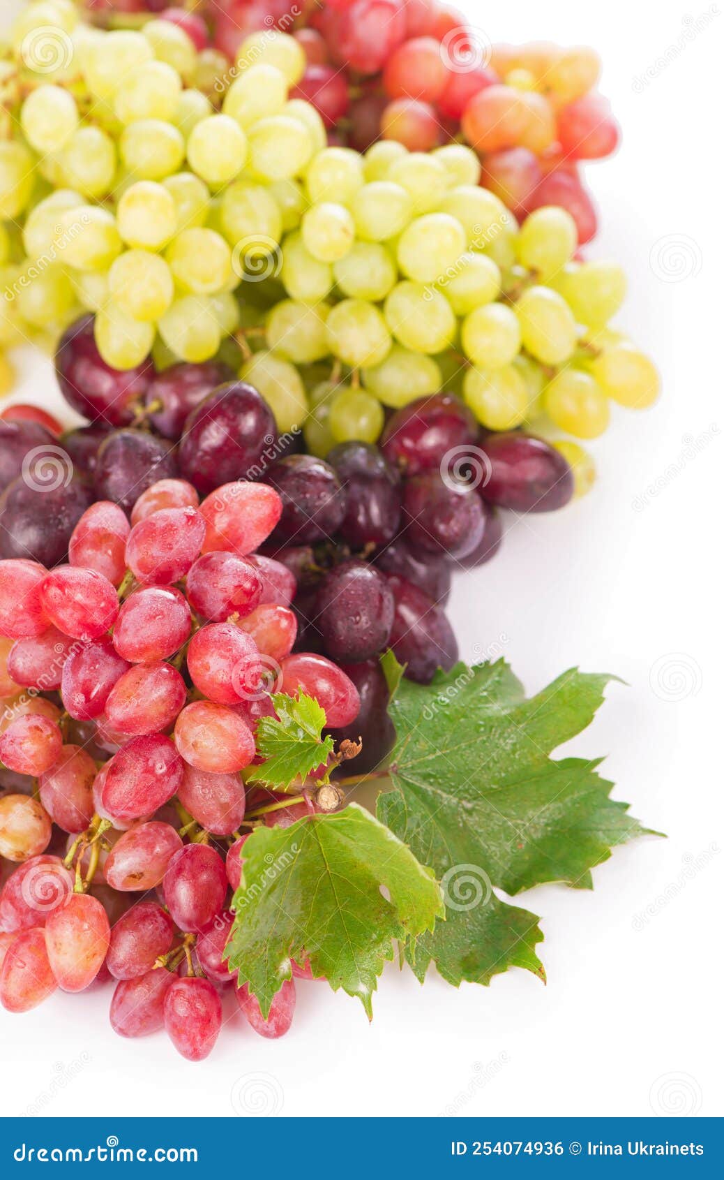Red and White Table Grapes, Wine Grapes. Stock Photo - Image of dessert ...