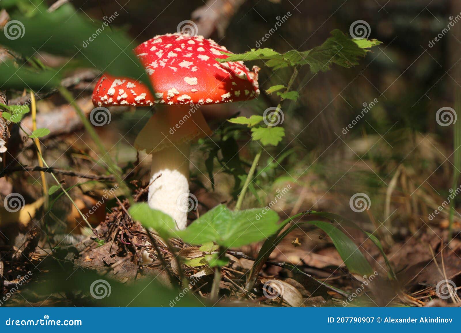 A toadstool in the forest stock image. Image of mushroom - 207790907