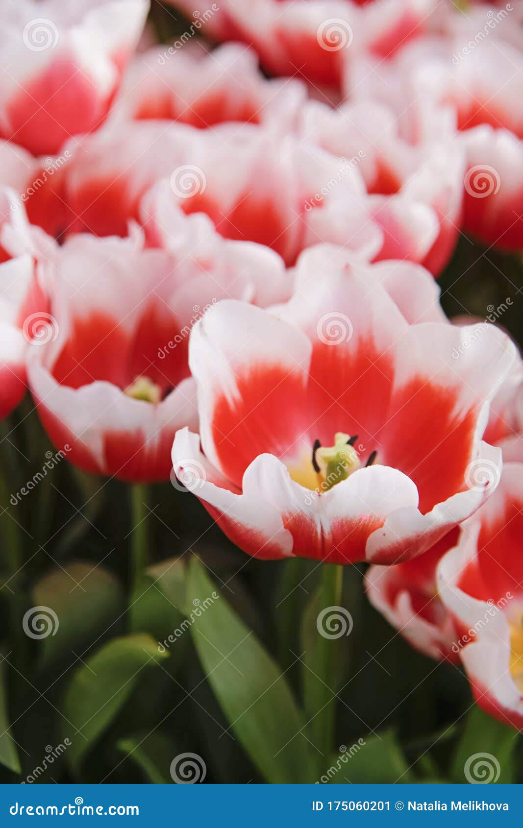 Red and White Tulip. First Spring Flower Blossom, Close Up Stock Image ...