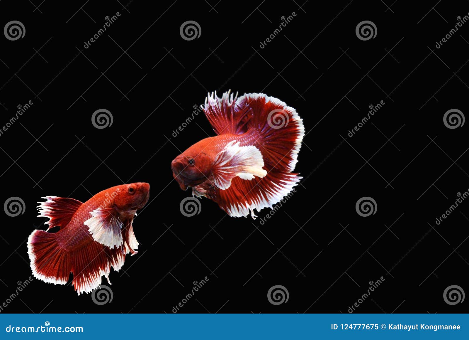 Red and White Two Siamese Fighting Fish Stock Image - Image of hipster ...