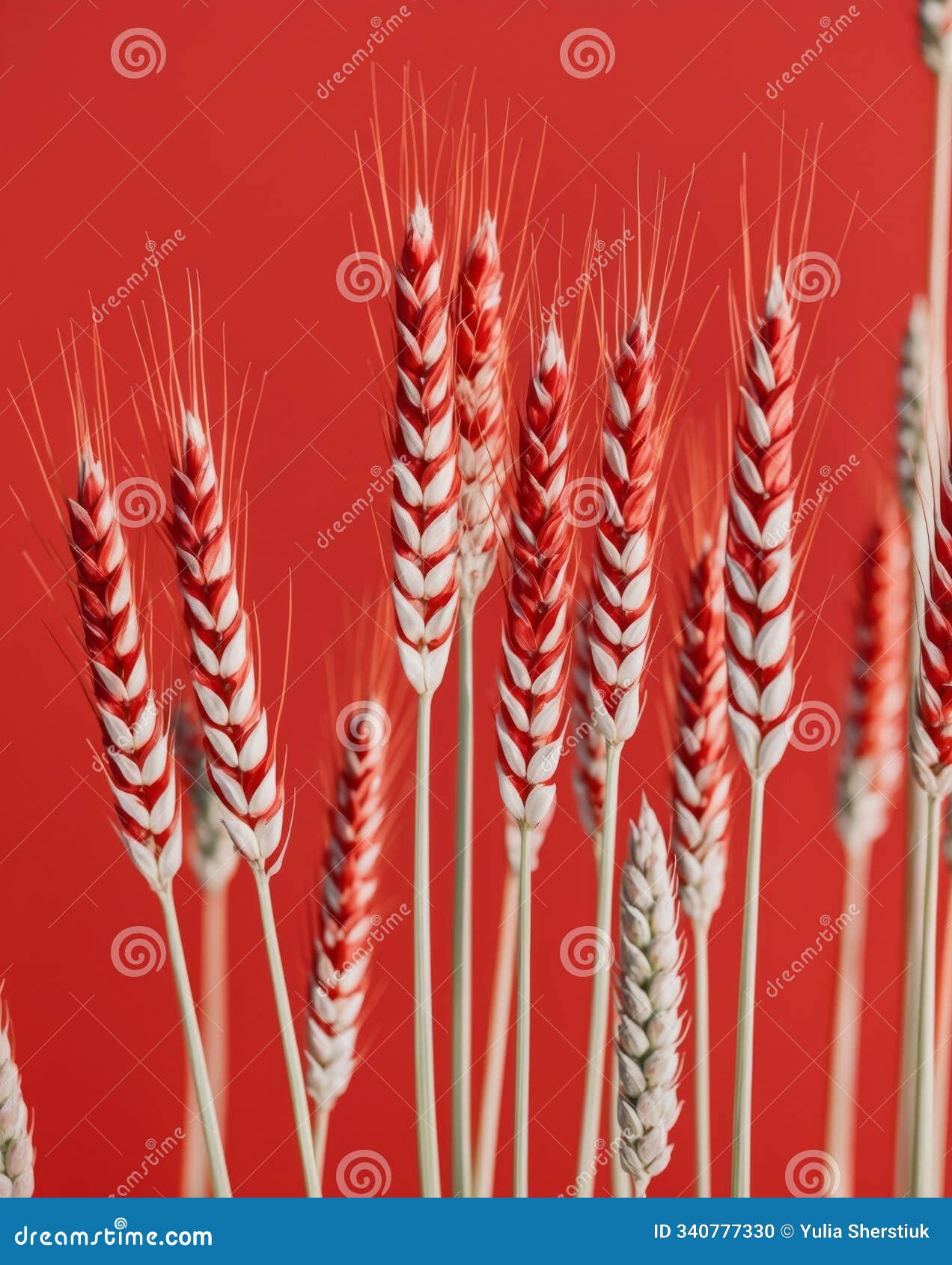 Red and White Wheat Spikes on a Red Background. Stock Photo - Image of ...