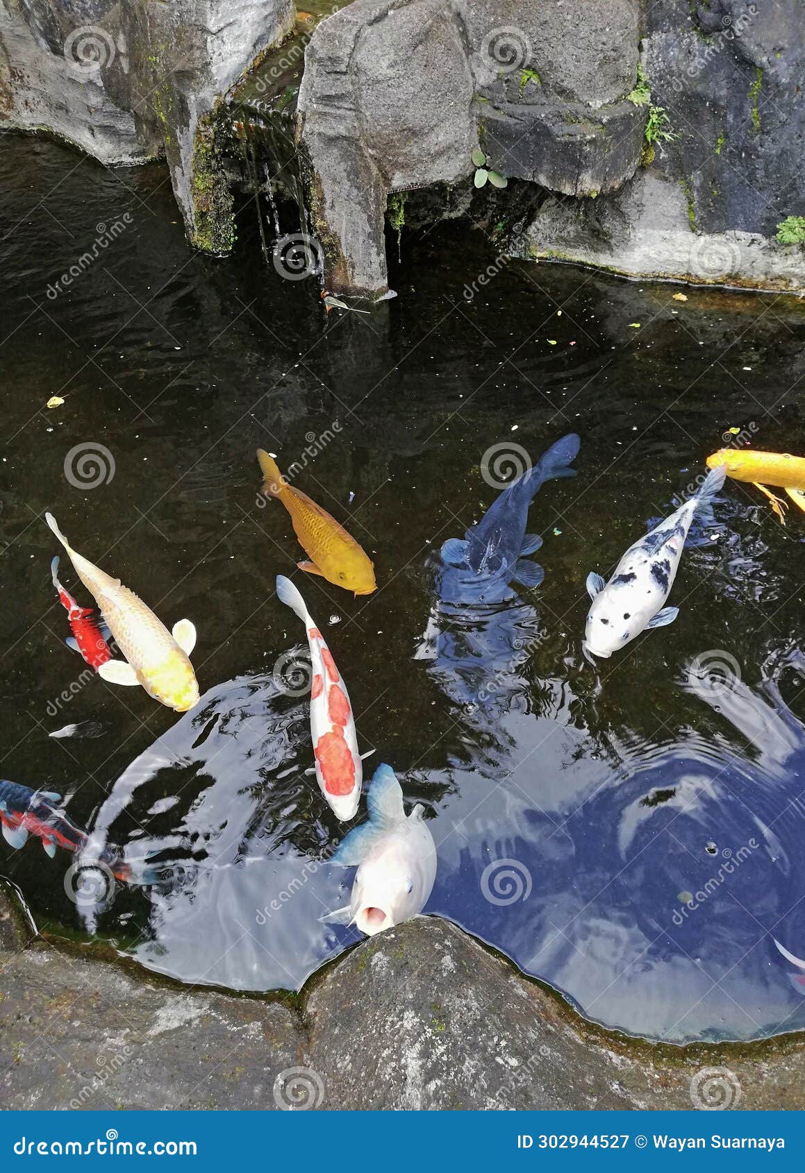 Red,white and Yellow Koi Fish Swing at the Pond Stock Image - Image of ...