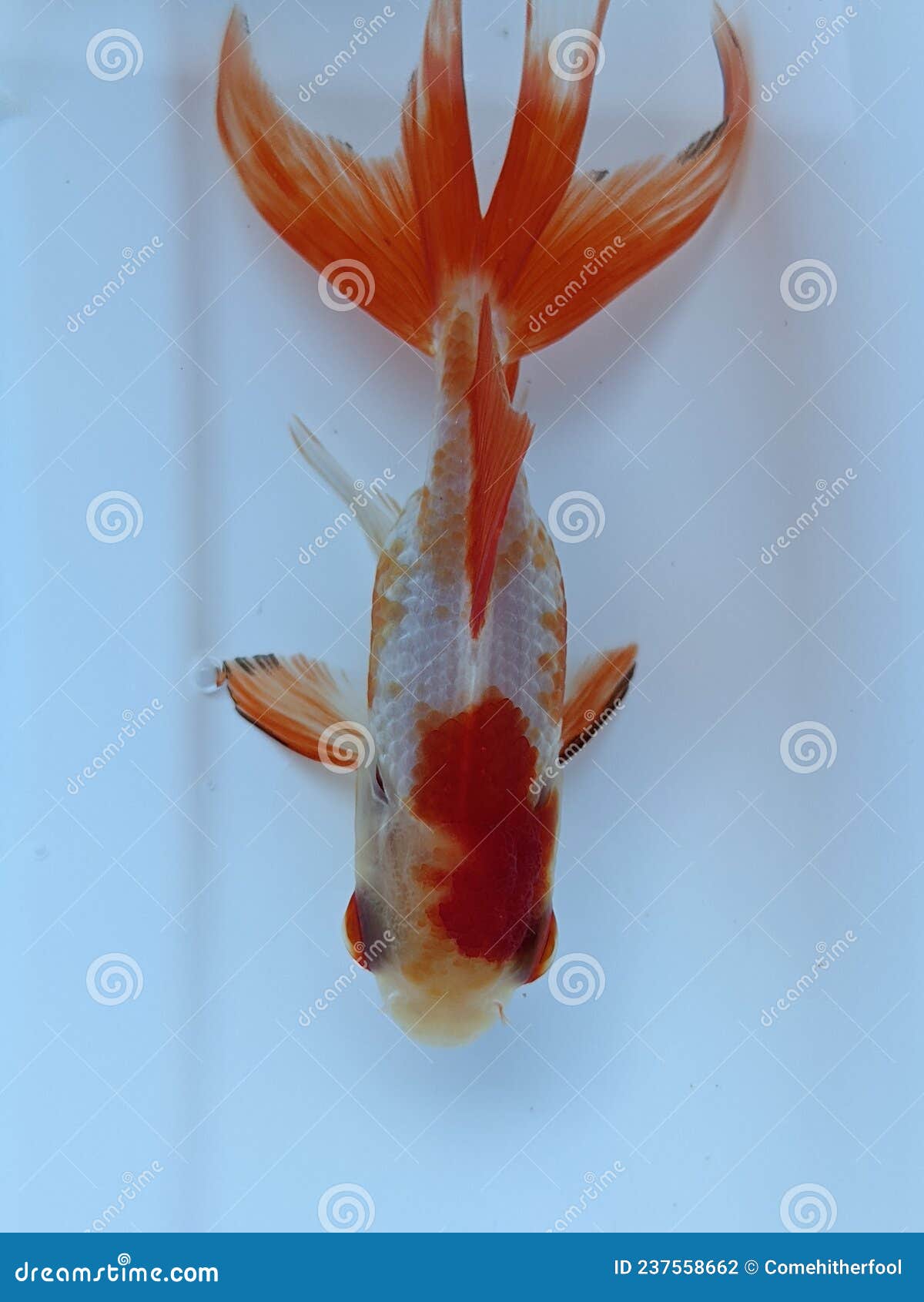 Red and White Young Juvenile Oranda Goldfish Stock Photo - Image of ...