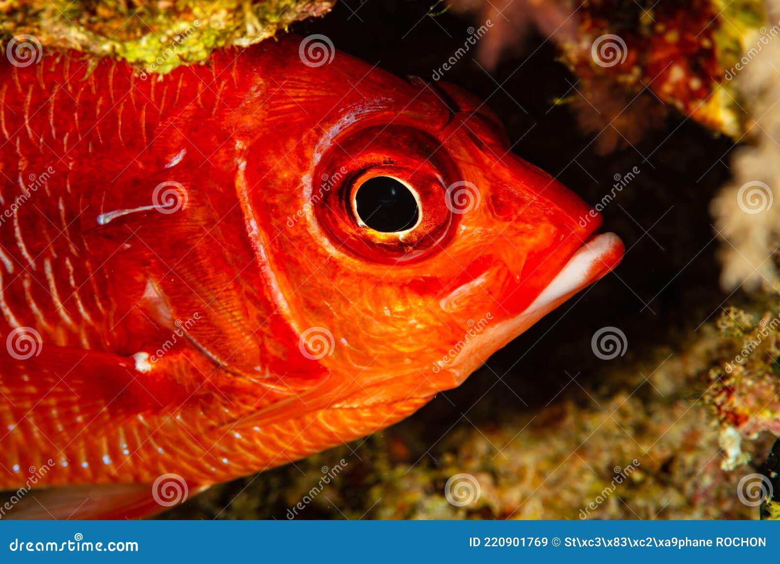 Red Whitespot Soldierfish Fish in Cave Stock Image - Image of travel ...