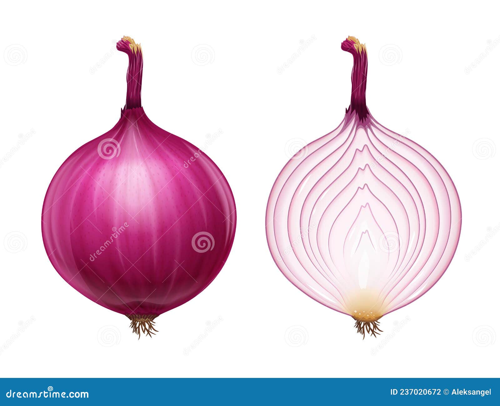 Onion Section Illustration Stock Photos - Free & Royalty-Free Stock ...