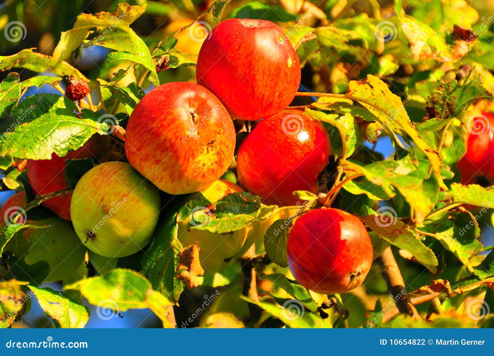 Red wild apple stock photo. Image of fresh, tree, blue - 10654822