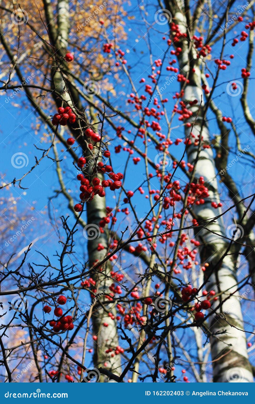 Red Wild Apples on a Tree in the Forest Stock Image - Image of autumn ...