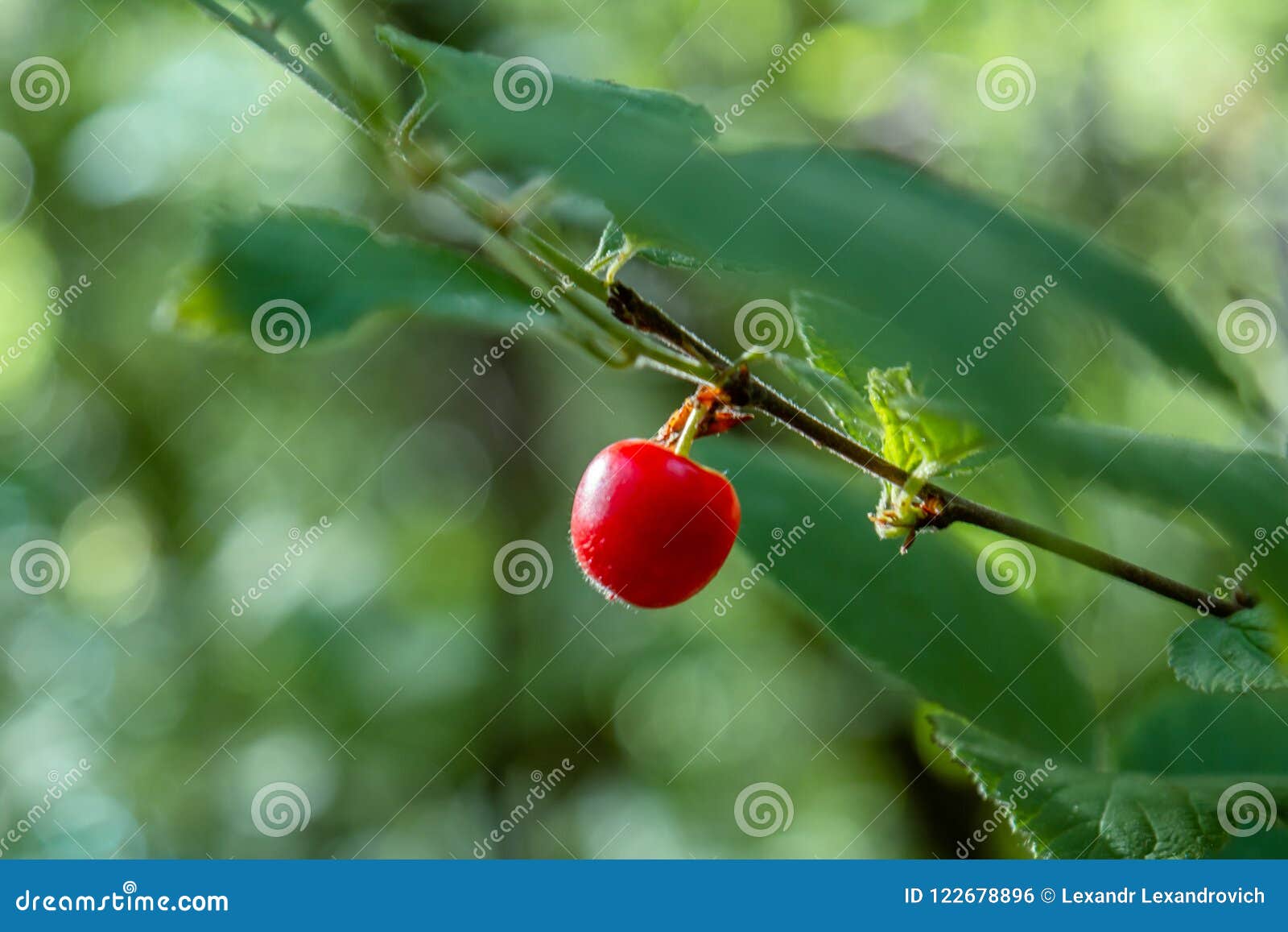 Red Wild Berry Growing on the Bush in the Forest Stock Photo - Image of ...