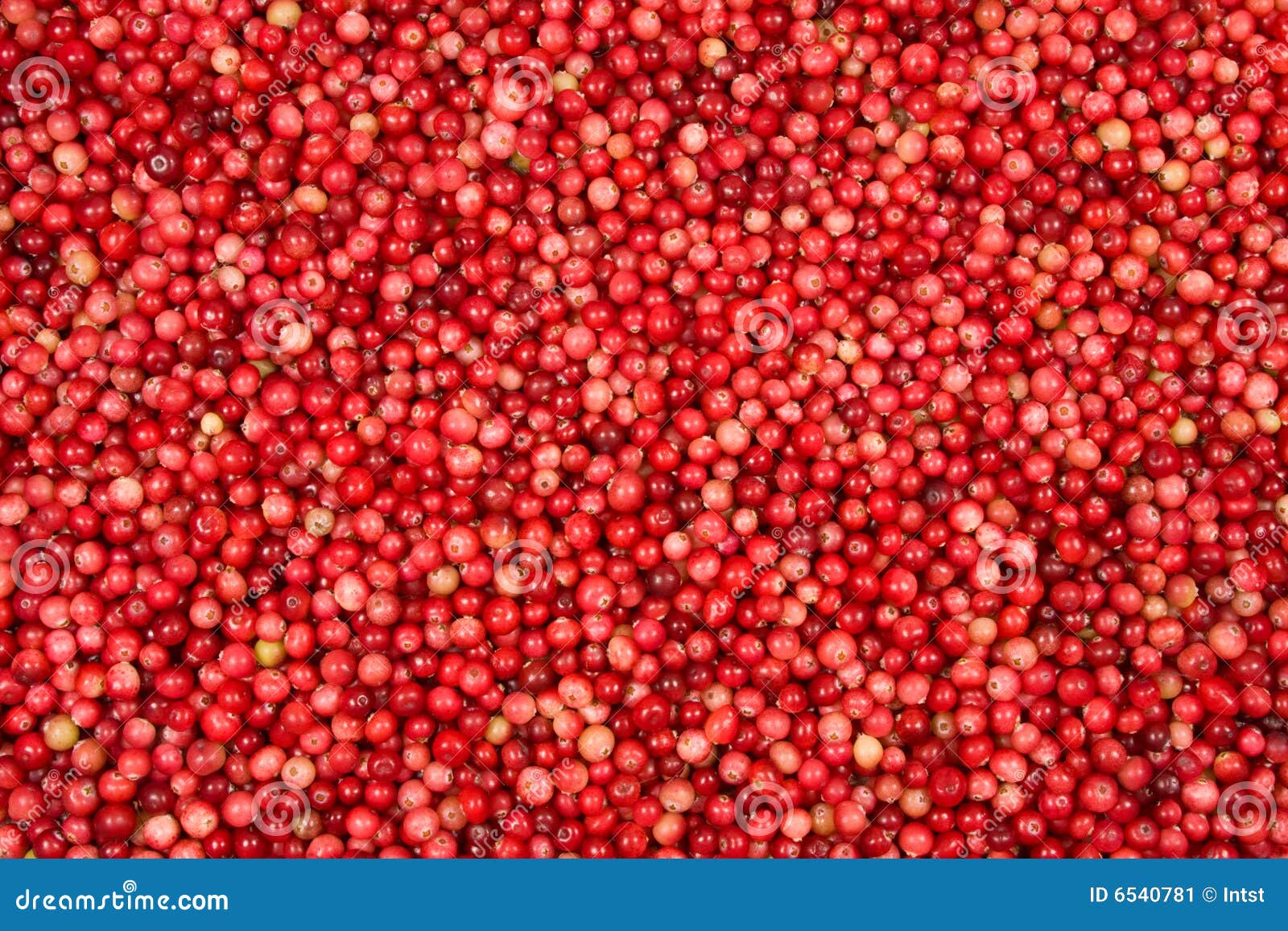 Red wild cranberries stock image. Image of dried, picked - 6540781