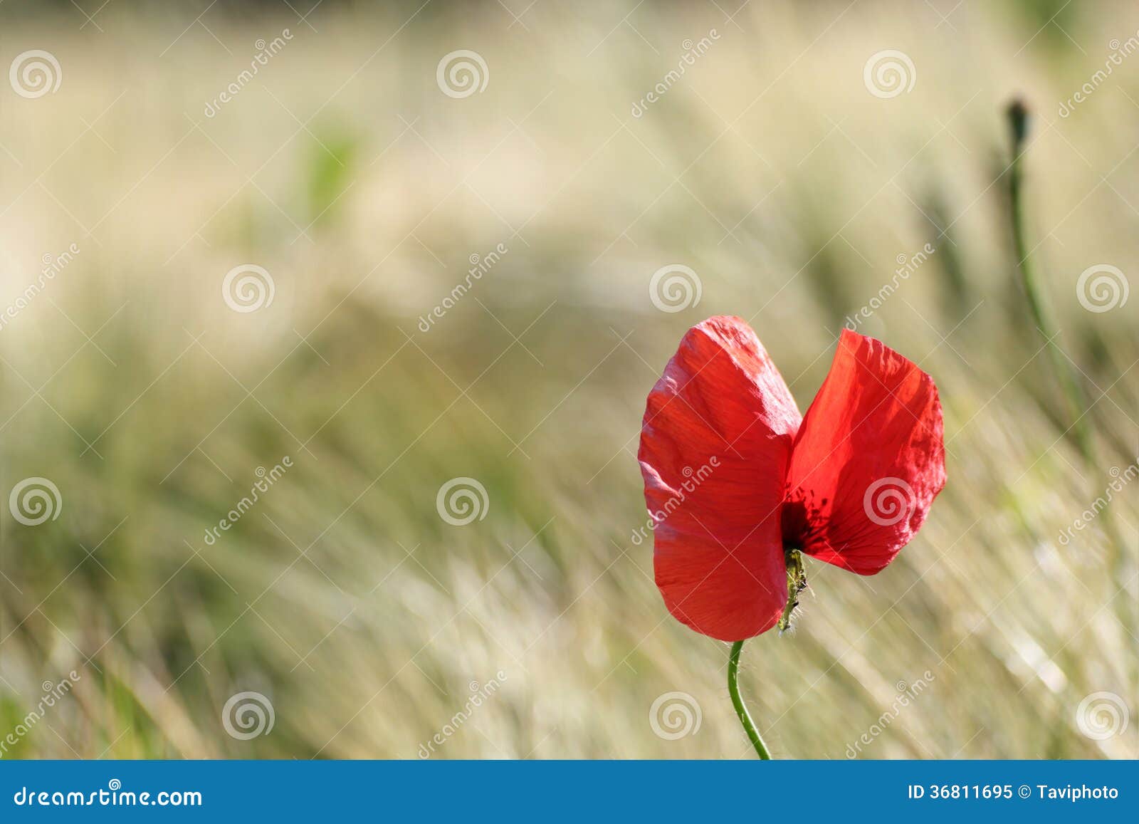 Red Wild Flower in the Field Stock Image - Image of field, environment ...
