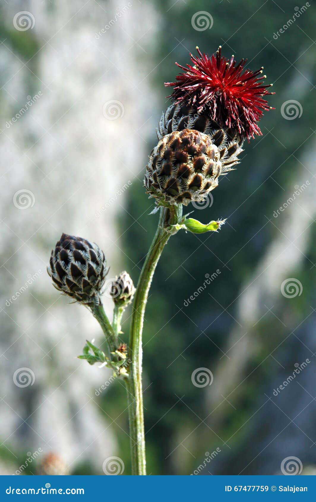 Red wild flower stock image. Image of flora, closeup - 67477759