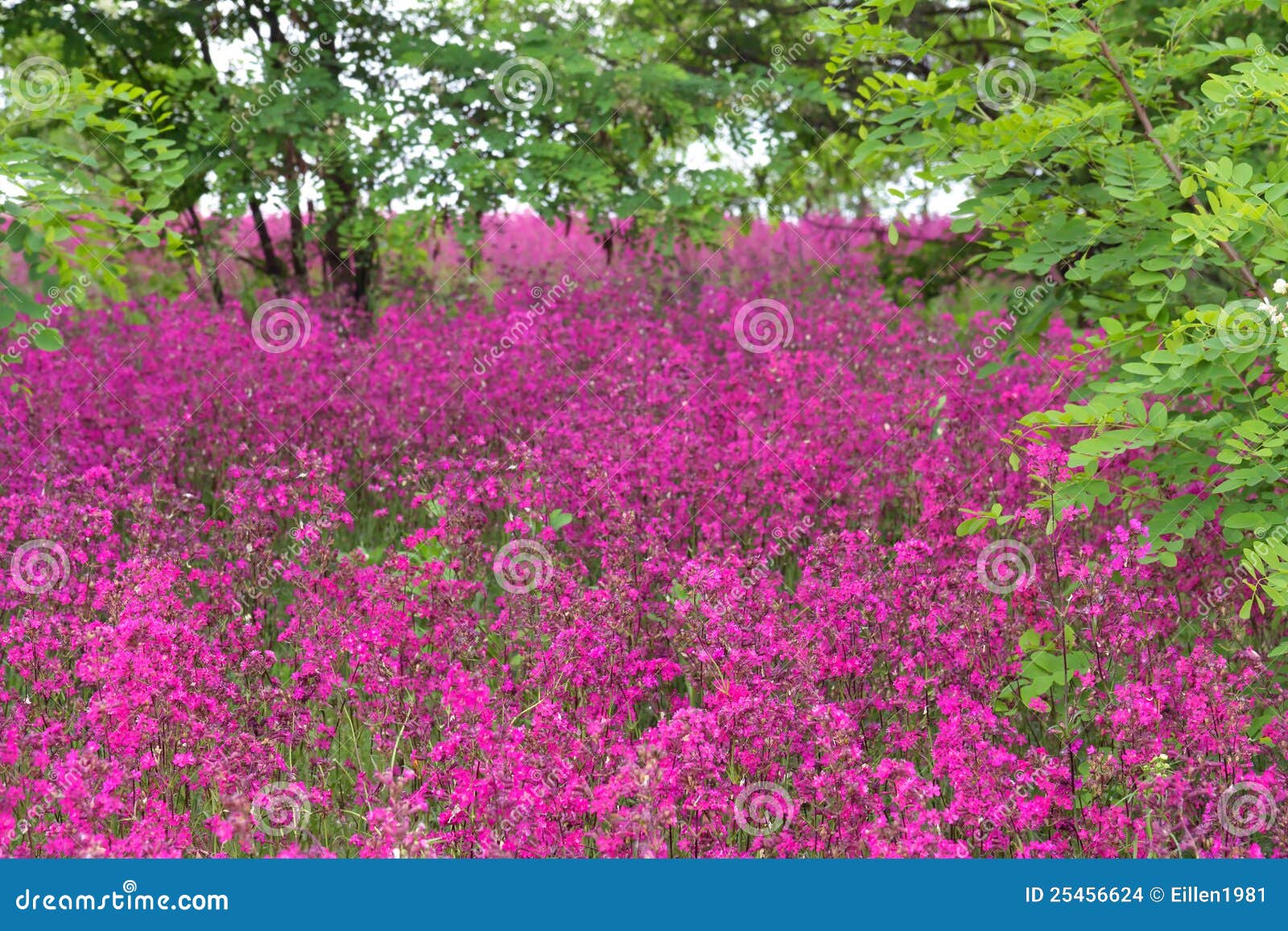 Red wild flowers stock photo. Image of copy, pattern - 25456624