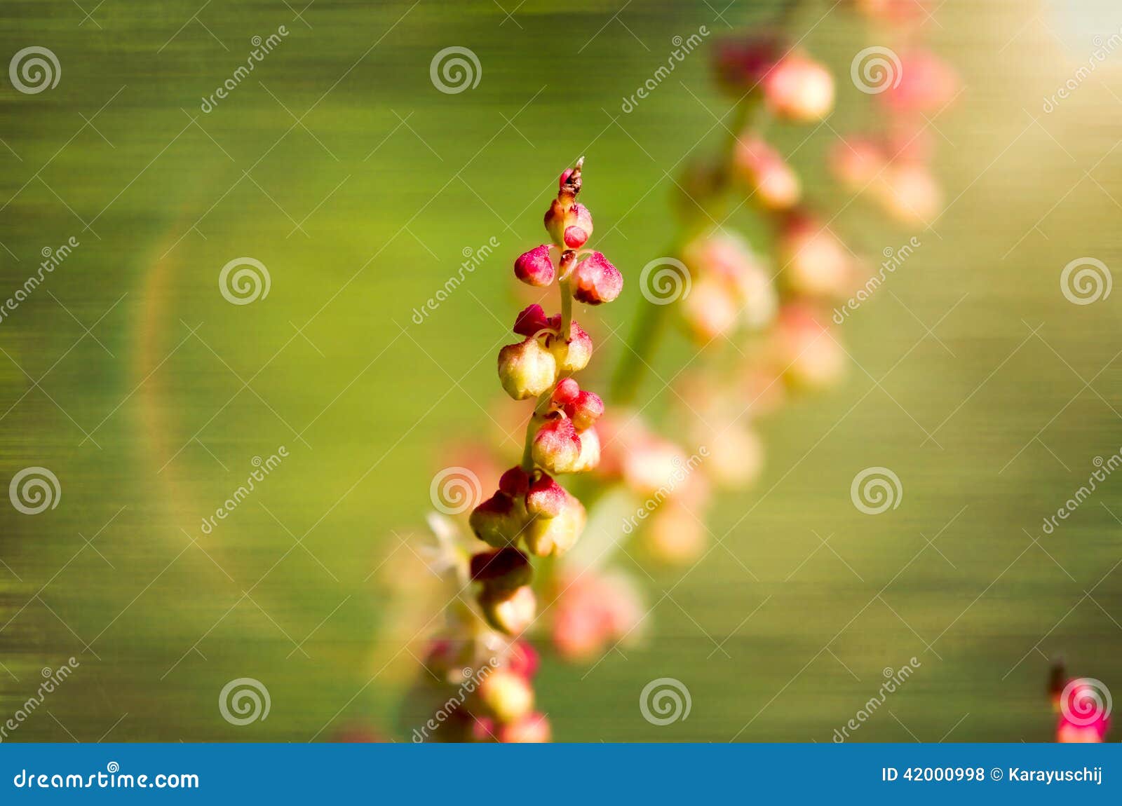 Red Wild Flowers stock photo. Image of meadow, glow, sunset - 42000998