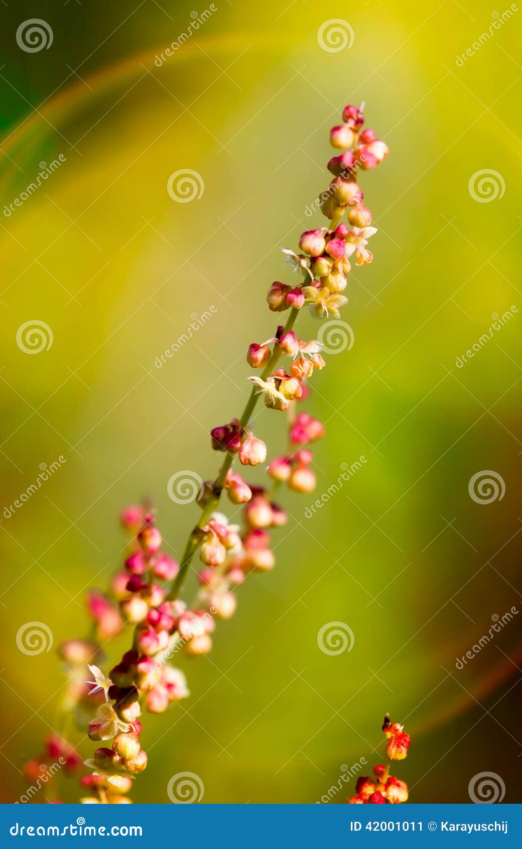 Red Wild Flowers stock image. Image of flower, spring - 42001011