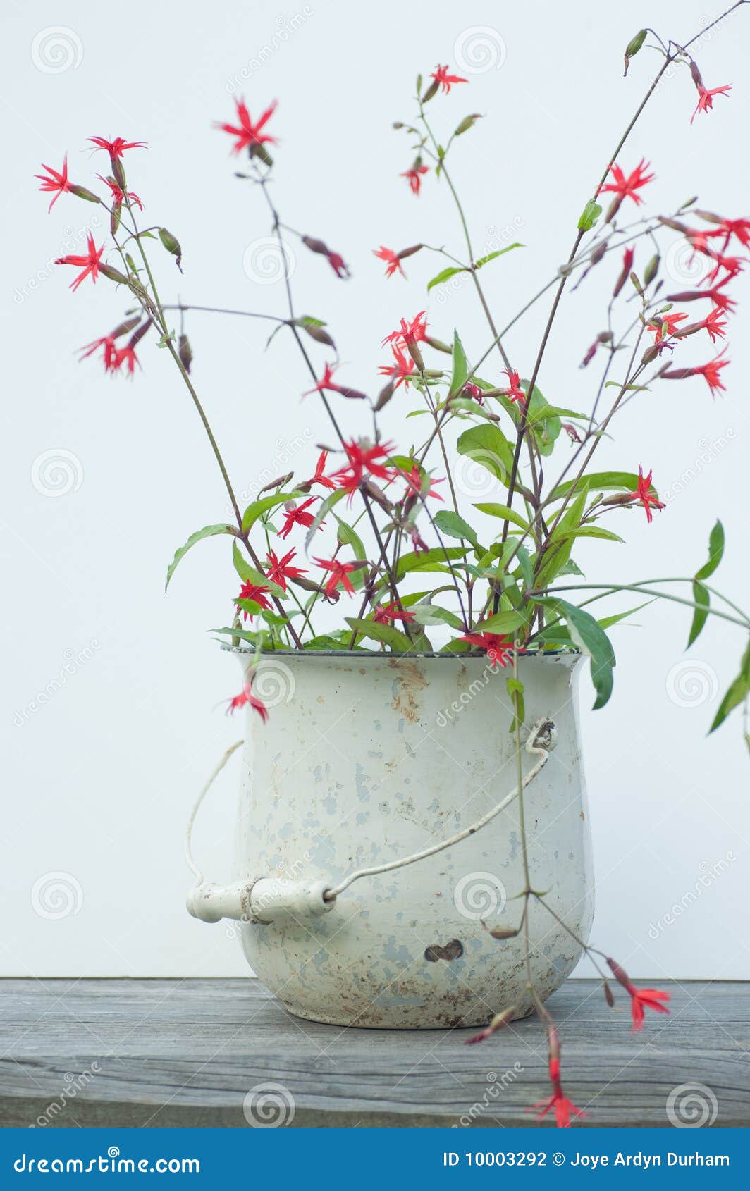 Red Wild Flowers in White Bucket Stock Photo - Image of decoration ...