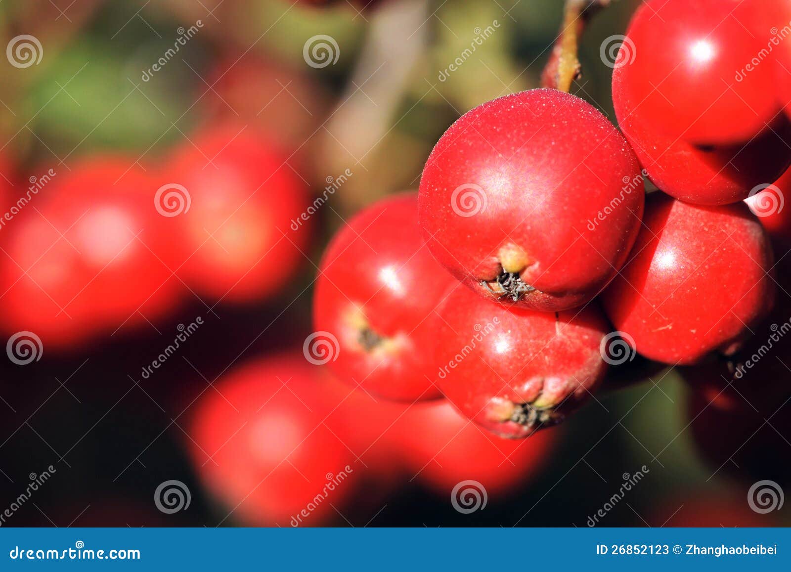 Red wild fruits stock image. Image of close, cotoneaster - 26852123