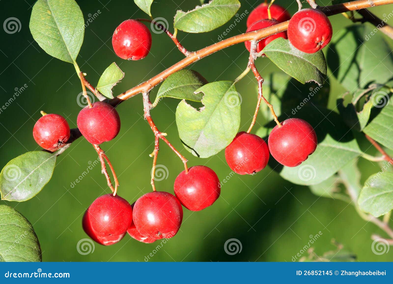 Red wild fruits stock image. Image of multiflora, close - 26852145
