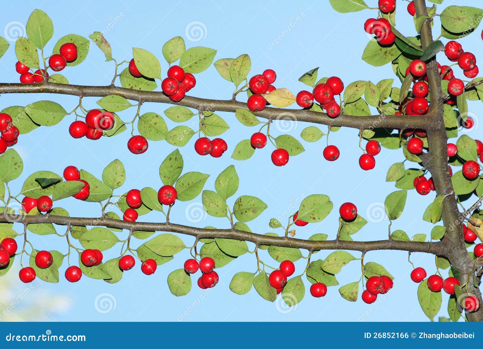 Red wild fruits stock photo. Image of close, leaves, autumn - 26852166