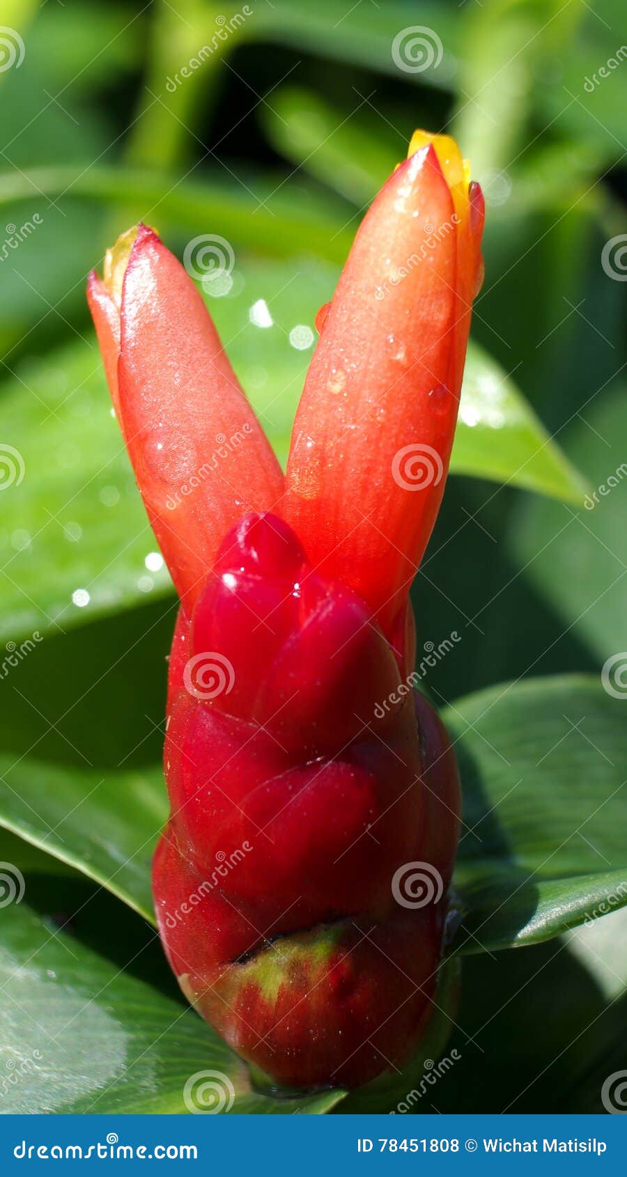 Red Wild Ginger stock photo. Image of asian, natural - 78451808