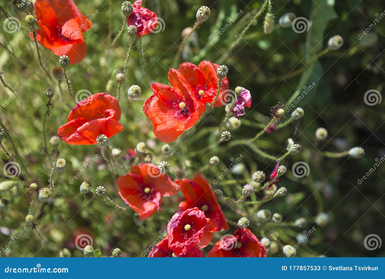 Red Wild Poppies on Sunlight Stock Image - Image of bright, poppy ...