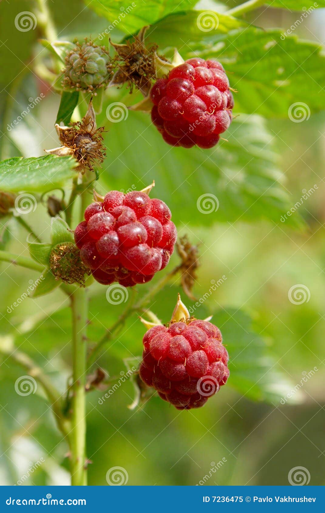 Red wild raspberries. stock image. Image of decoration - 7236475