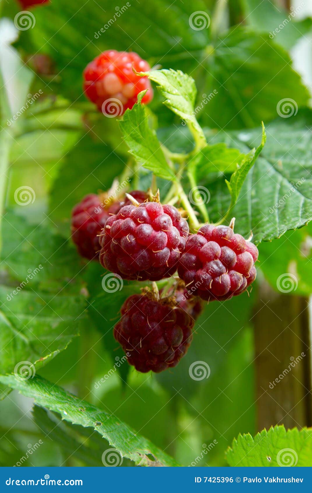 Red wild raspberries stock photo. Image of macro, dessert - 7425396