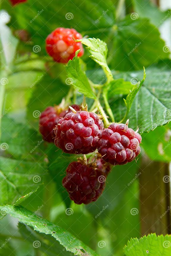 Red wild raspberries stock photo. Image of macro, dessert - 7425396