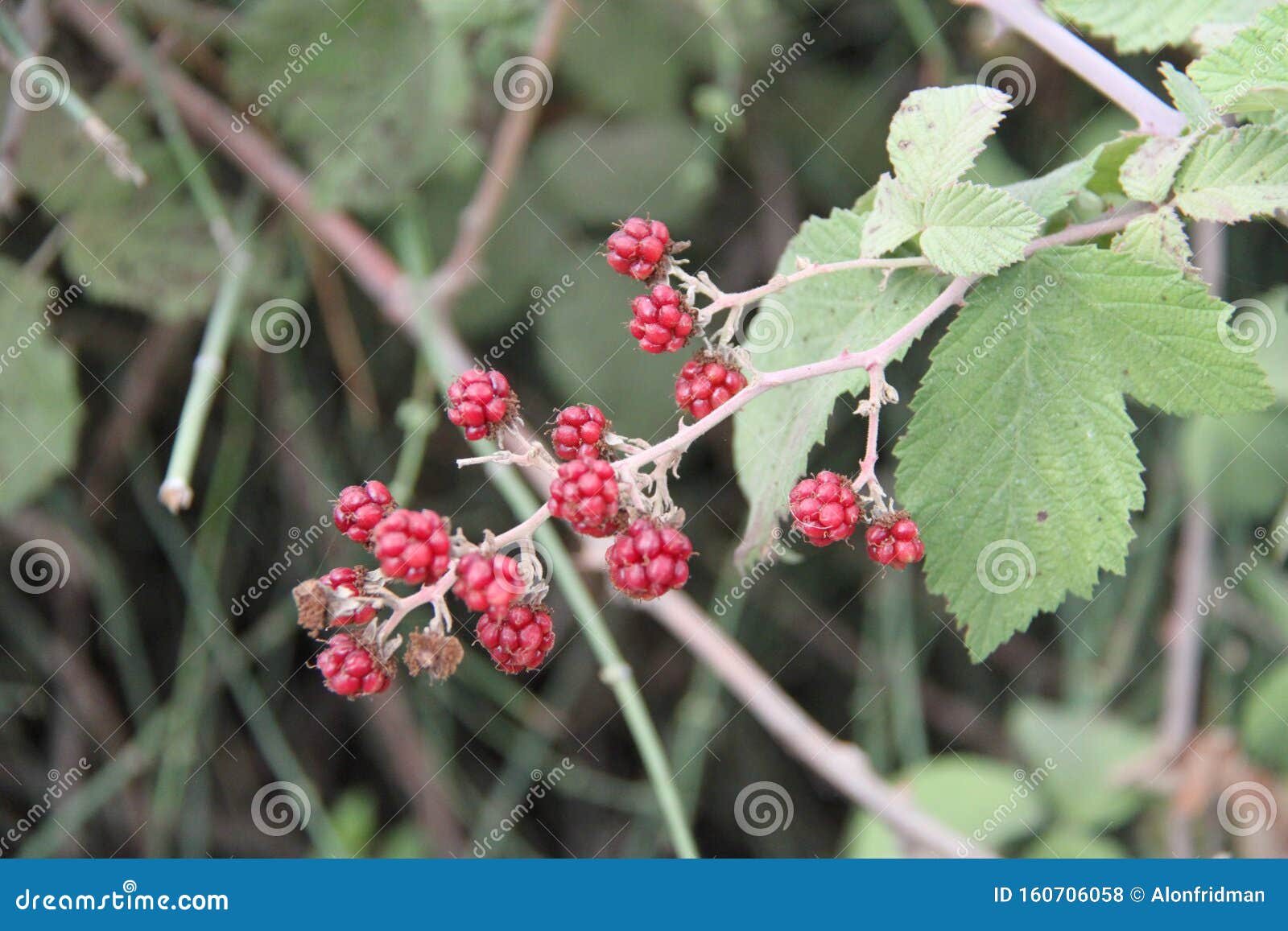 Red Wild Raspberry stock photo. Image of raspberry, nature - 160706058