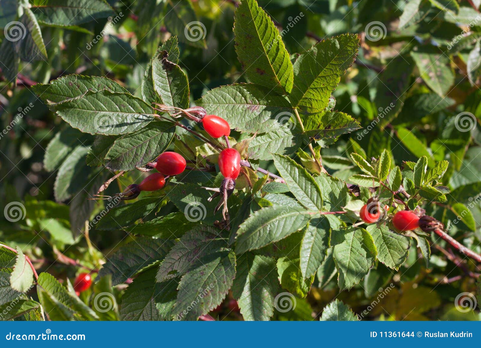 Red wild rose stock photo. Image of natural, nature, rosa - 11361644