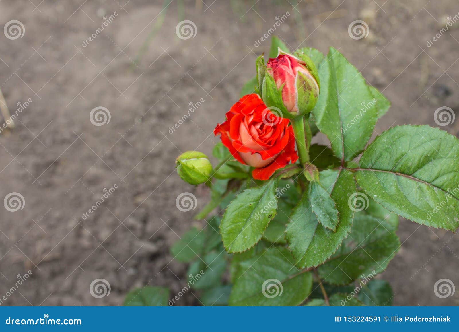 A Red Wild Rose Growing in the Garden Stock Image - Image of gardening ...