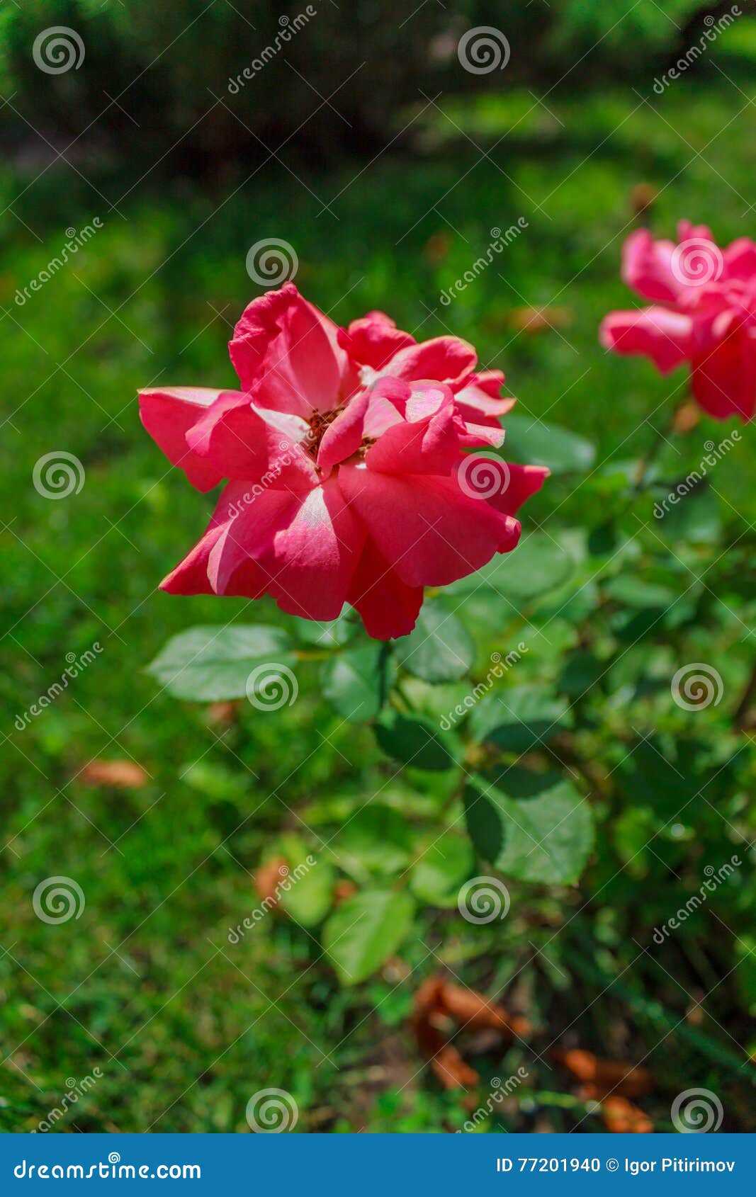 A red wild rose stock photo. Image of branches, sunny - 77201940