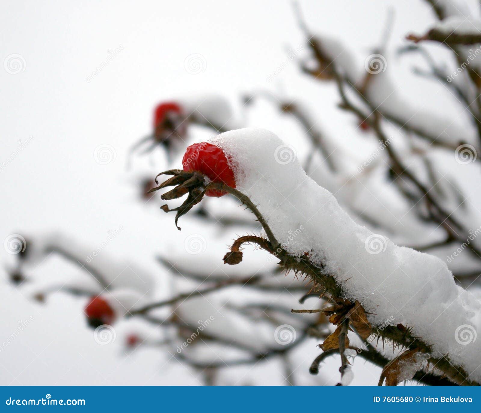 Red wild rose under snow. stock photo. Image of cool, plant - 7605680