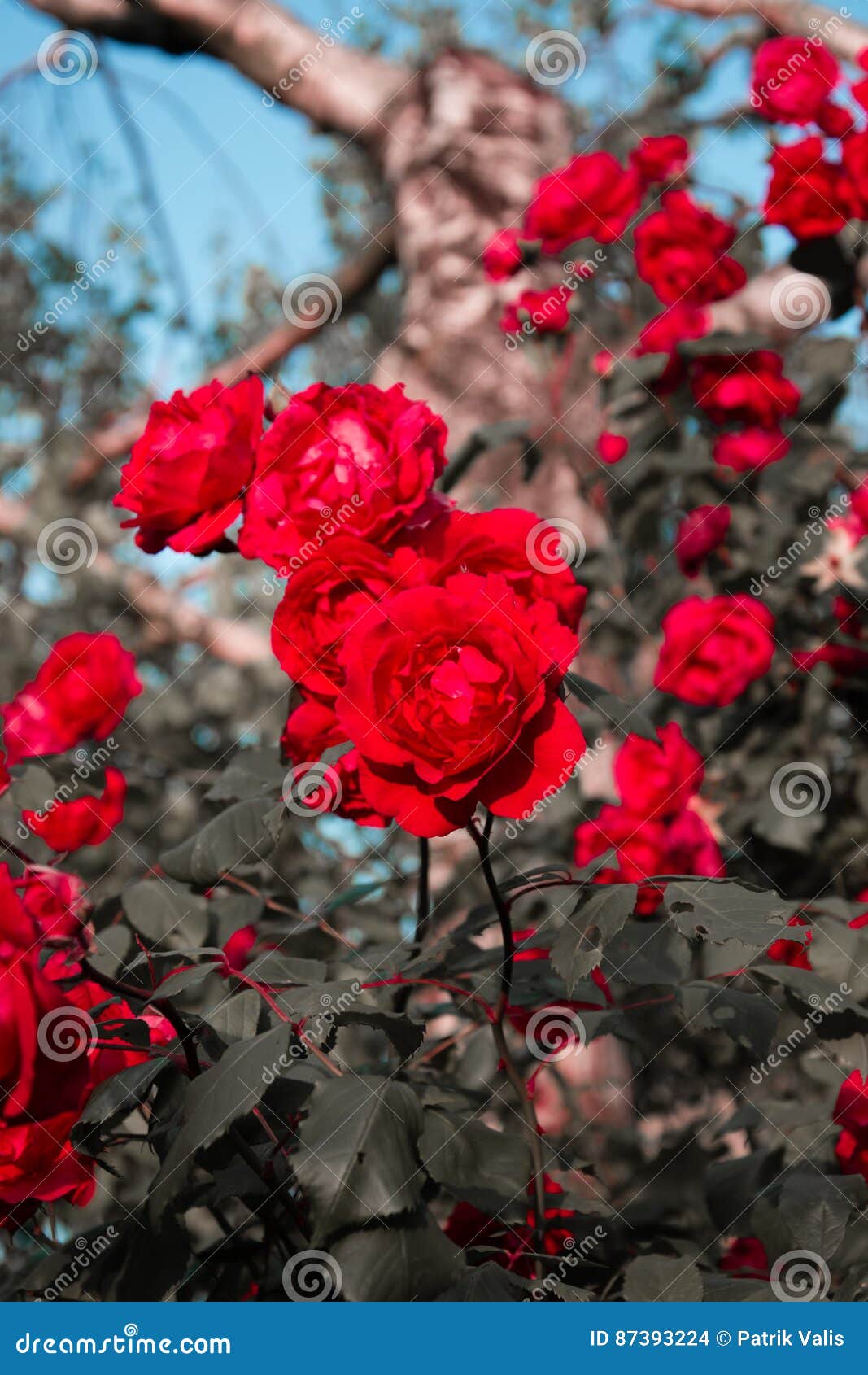 Red wild roses. stock photo. Image of flower, botany - 87393224