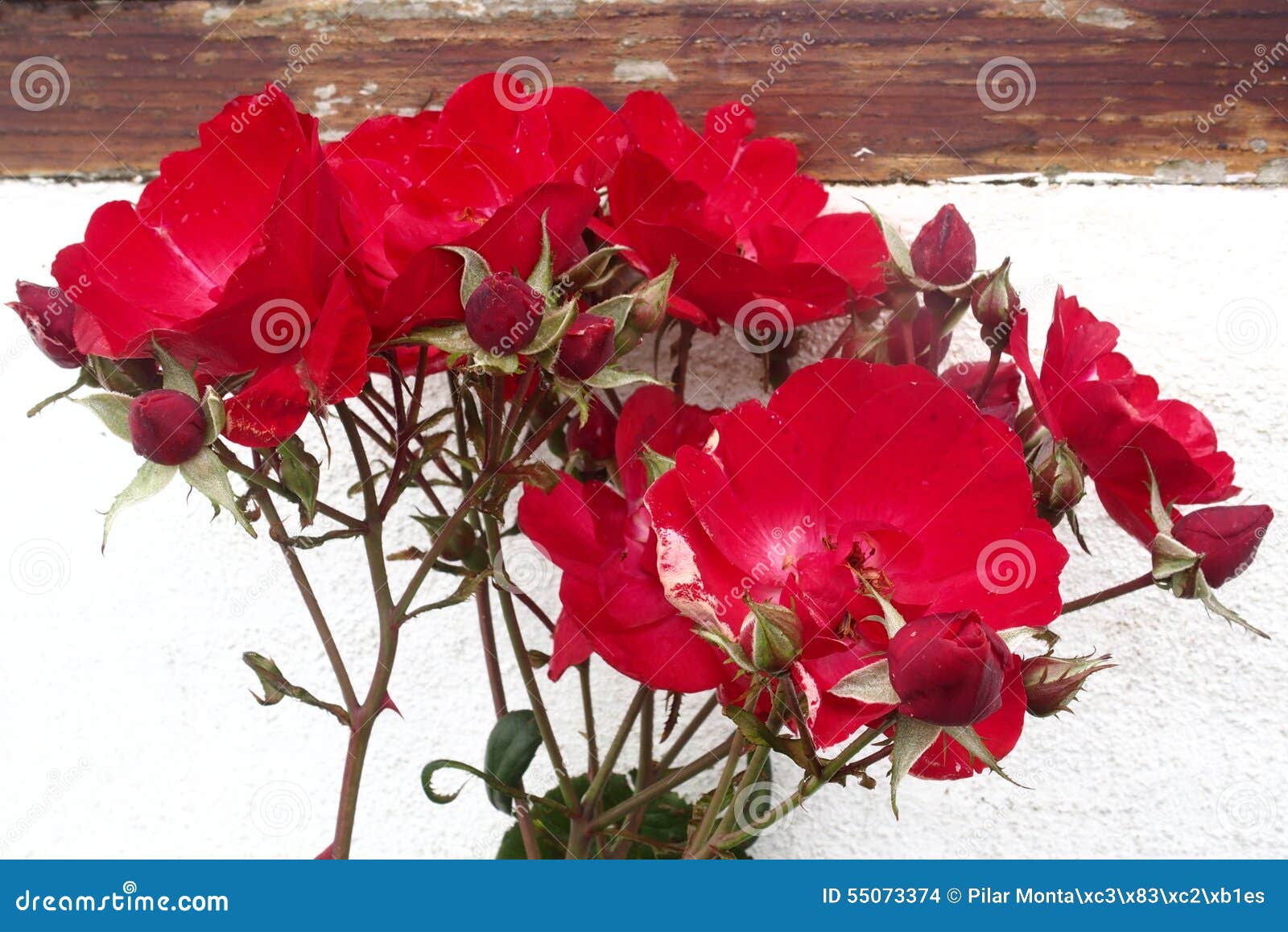 Red Wild Roses Old White Wall Stock Photo - Image of wall, white: 55073374