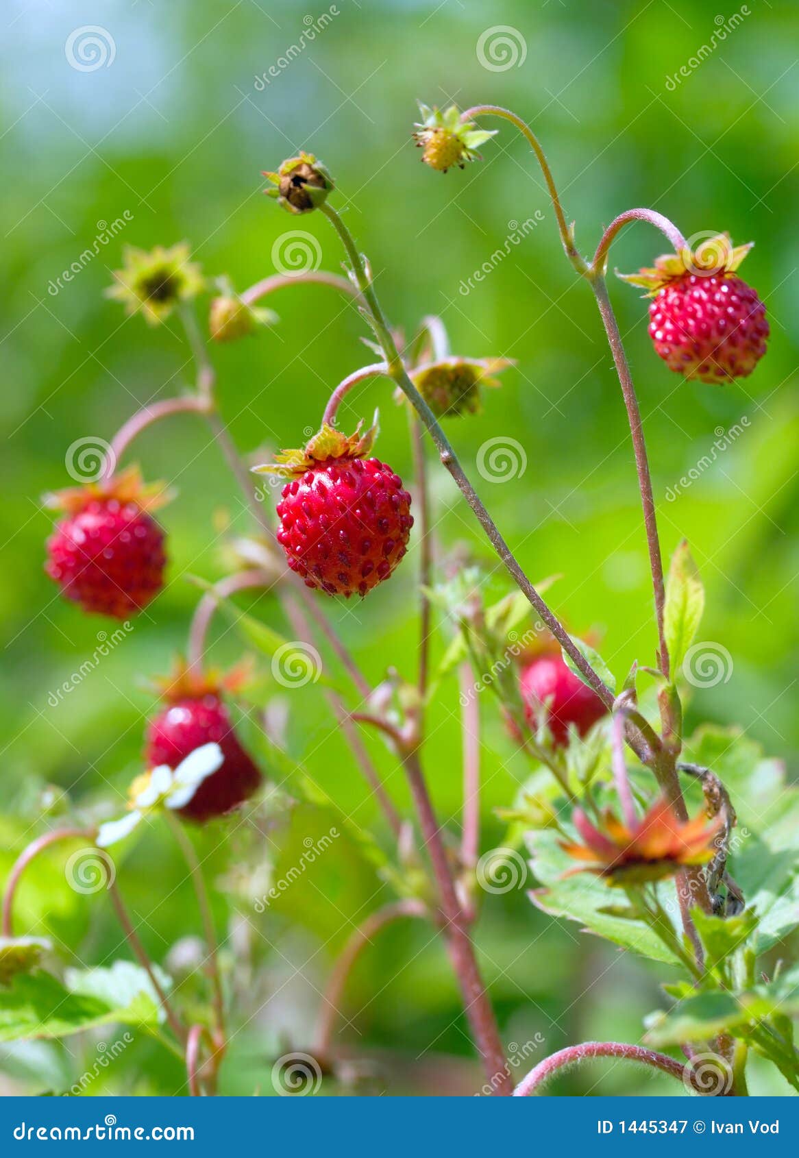 Red wild strawberries stock image. Image of flower, close - 1445347