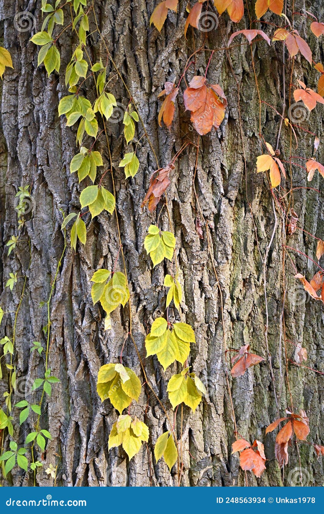 Red Wild Vine Leaves on Tree Trunk Stock Photo - Image of growth ...