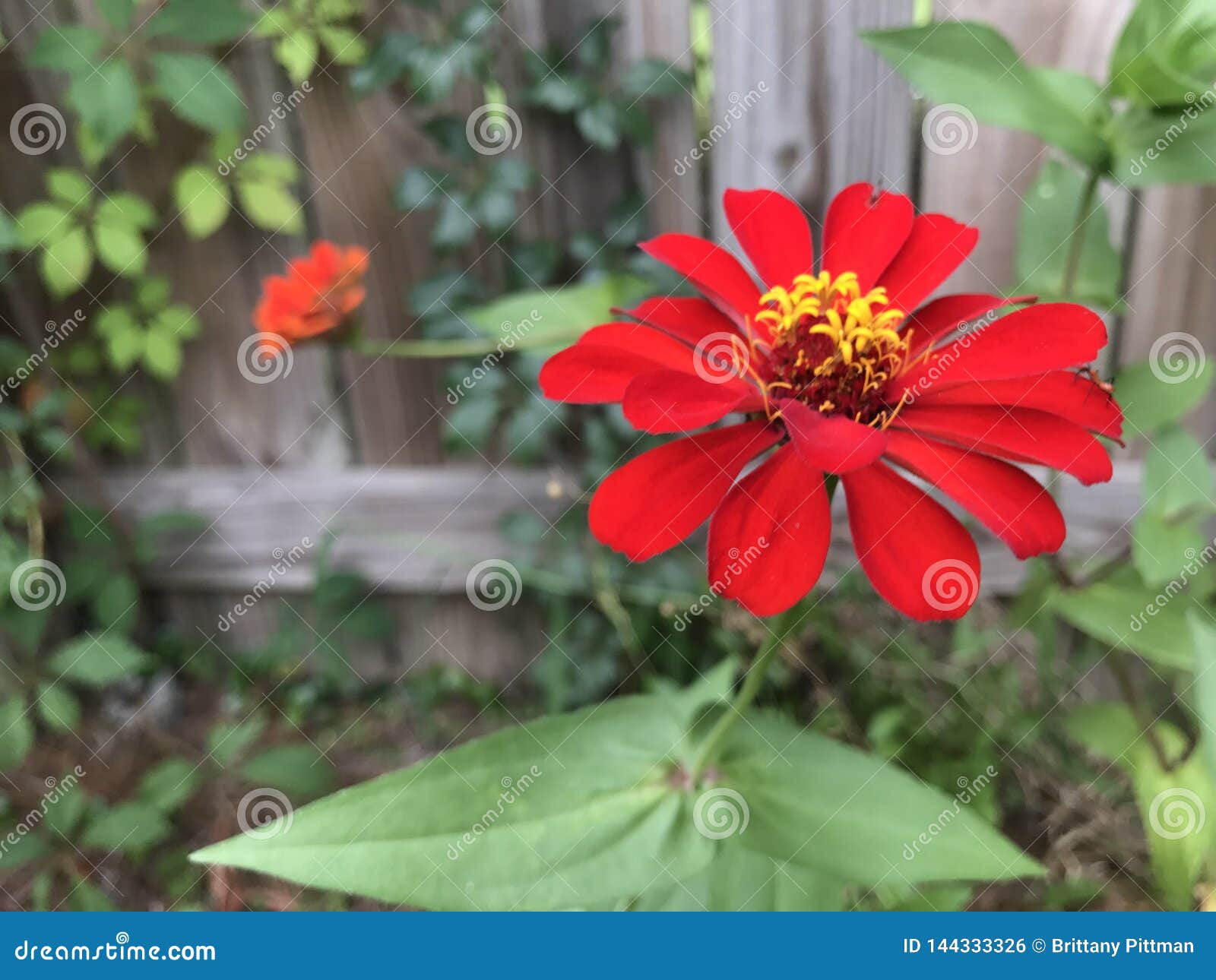 Red Wildflower stock photo. Image of wildflower, gardening - 144333326