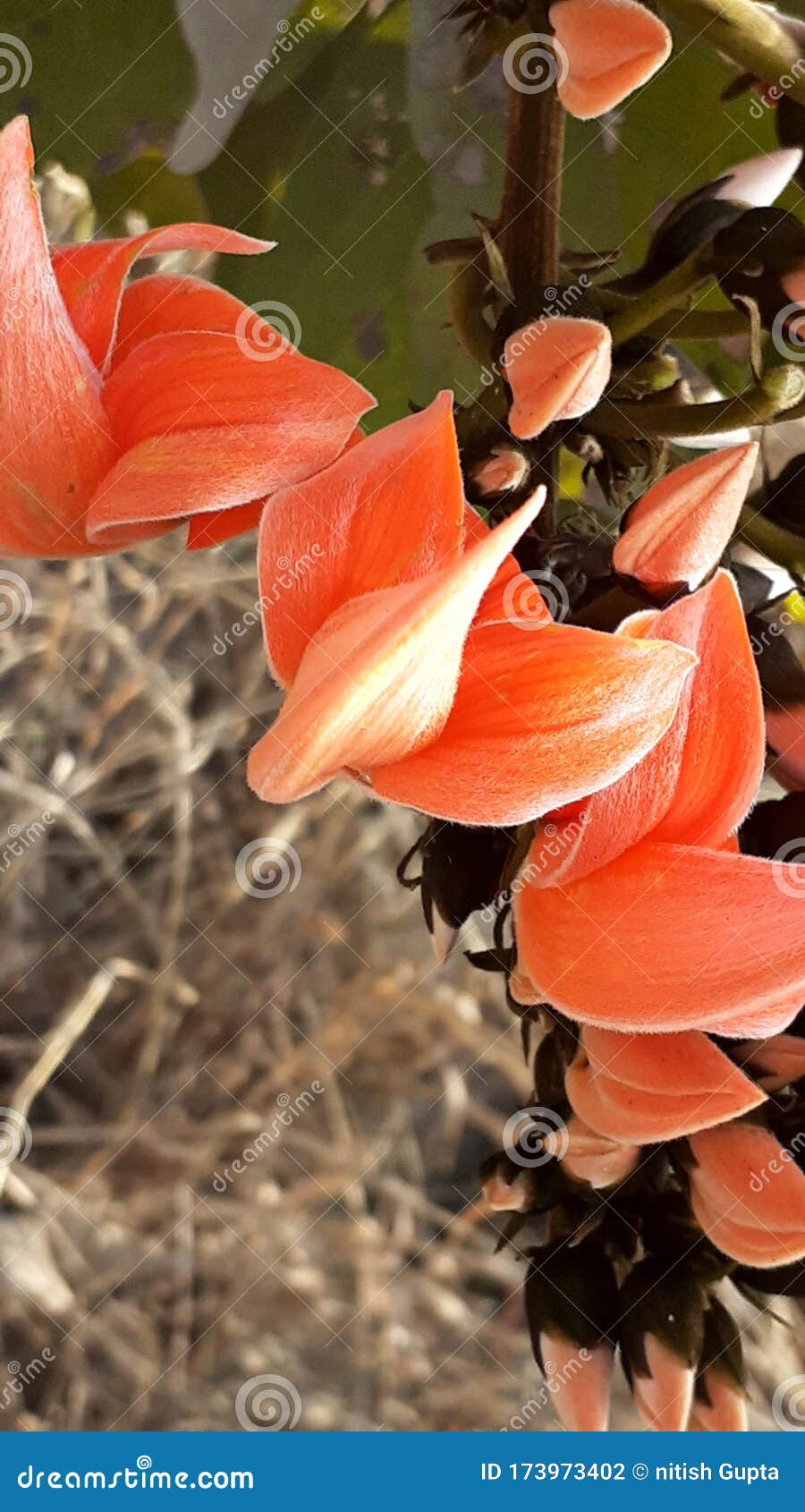 Red Wildflower in the Forest Stock Photo - Image of wildflower, green ...