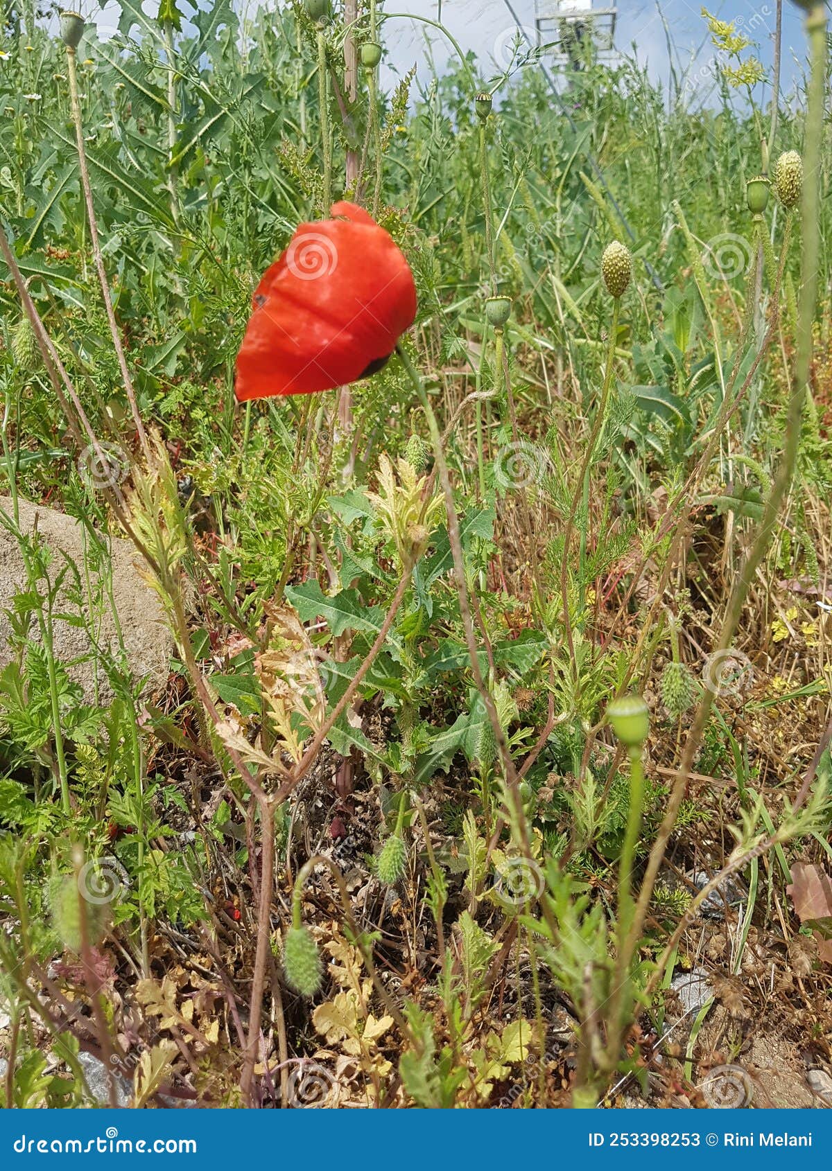 Red Wildflower on the Grass Stock Image - Image of produce, nature ...