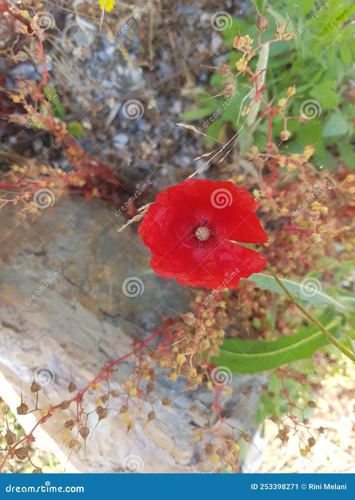 Red Wildflower on the Rocks Stock Image - Image of photograph, summer: 253398271
