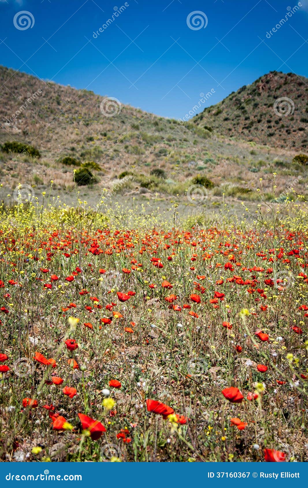 Red wildflowers spain stock image. Image of bloom, beautiful - 37160367