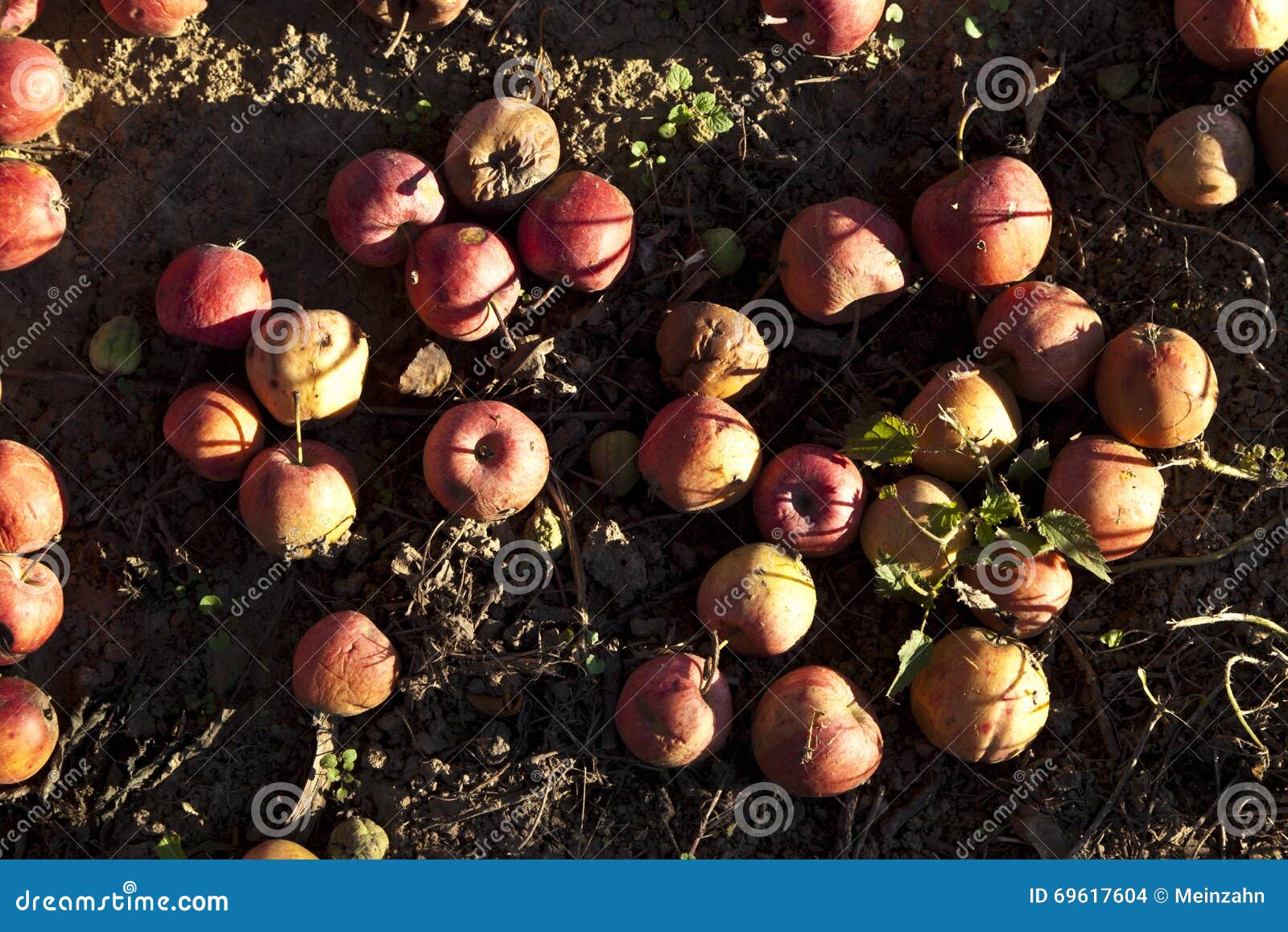 Red windfall apples stock photo. Image of bruised, farmer - 69617604